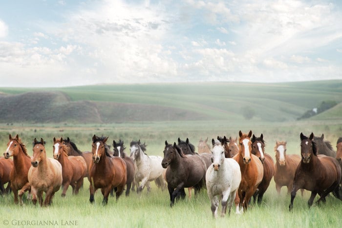 Horse Photography - Running Horses in Countryside, Scenic Landscape ...