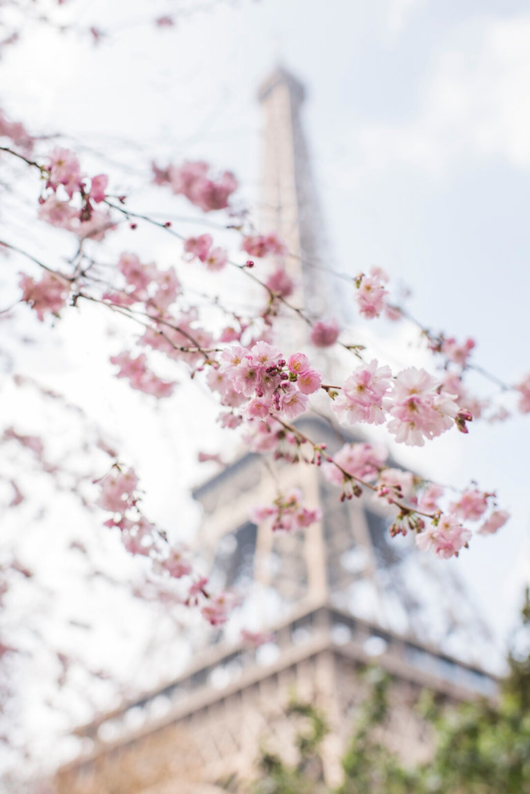 Paris Photography - First Day of Spring in Paris, Cherry Blossoms at ...