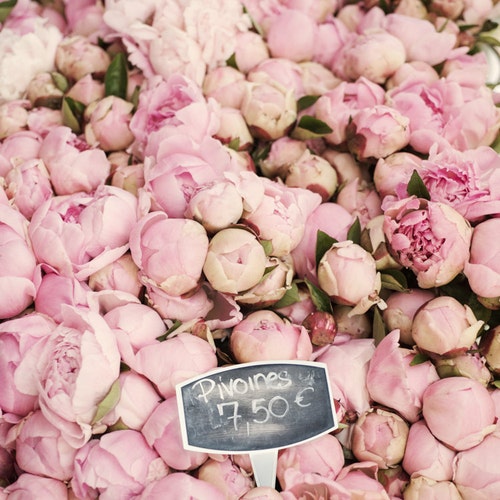 Paris Peony Photograph Sea of Peonies Pink Peonies at the - Etsy