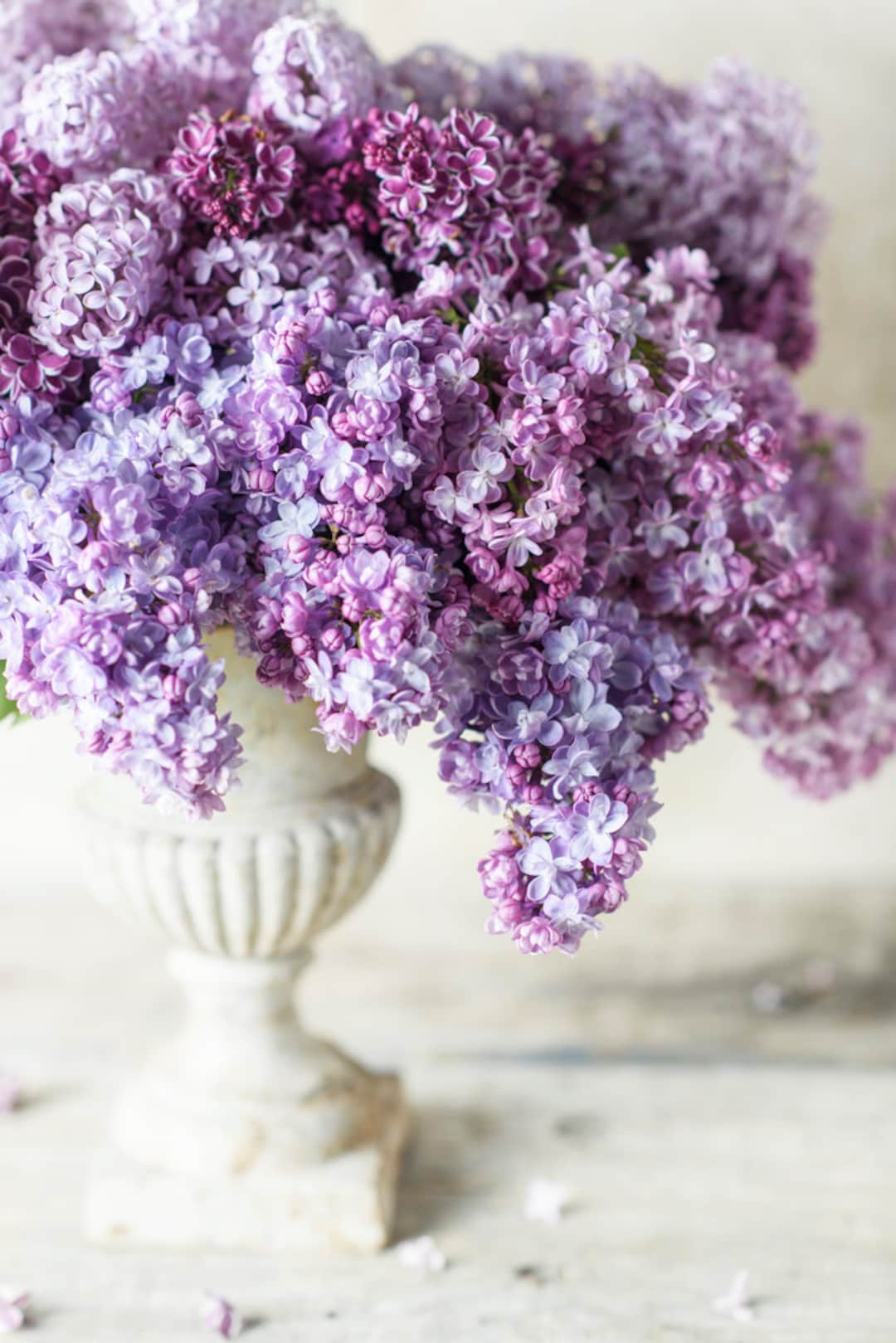 Floral Photography - Double Lilac Bouquet, Fine Art Photograph, Floral ...