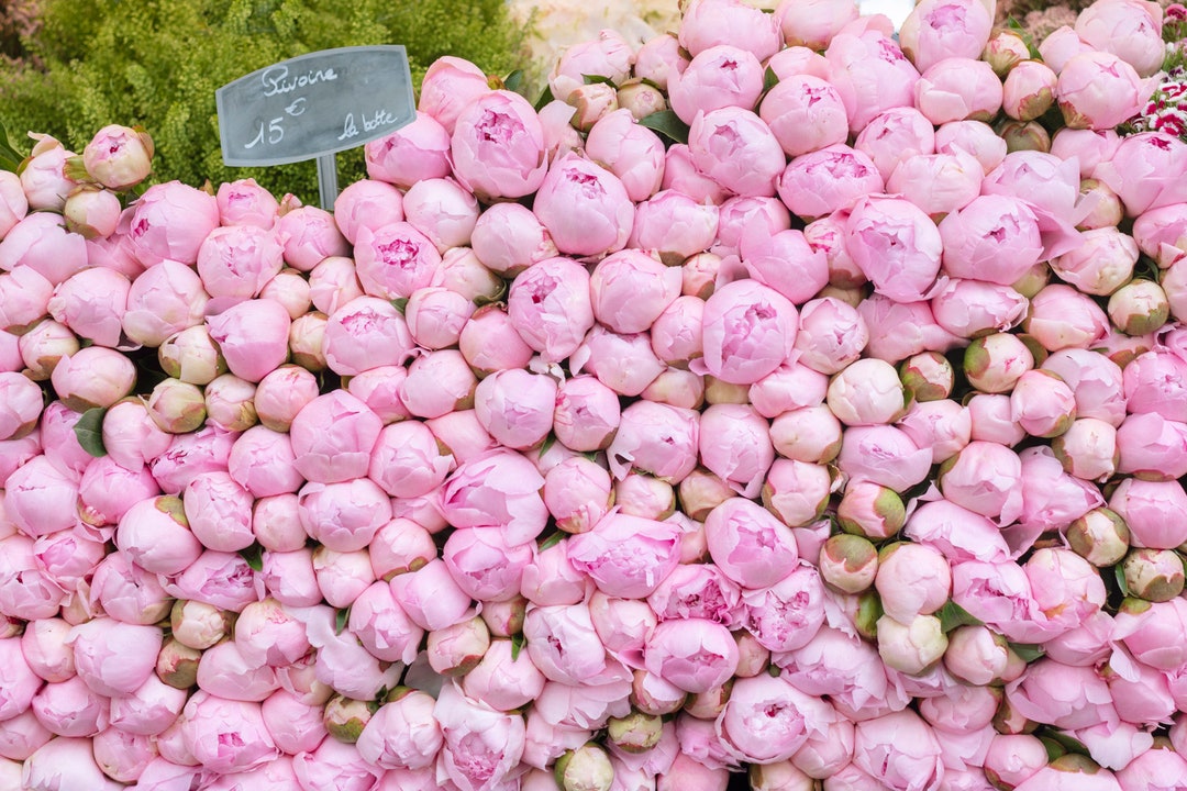 Paris Peony Photograph - Peonies at the Sunday Market, Horizontal ...