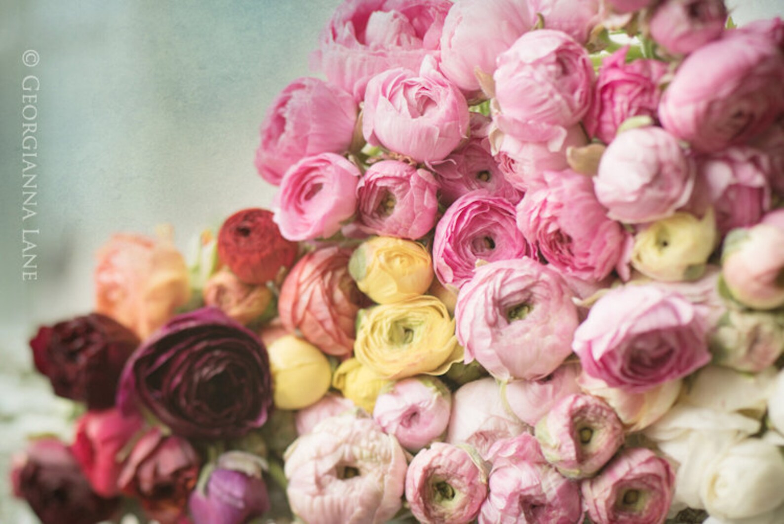 Ranunculus Photograph - Romantic Floral Photograph, Large Wall Art ...