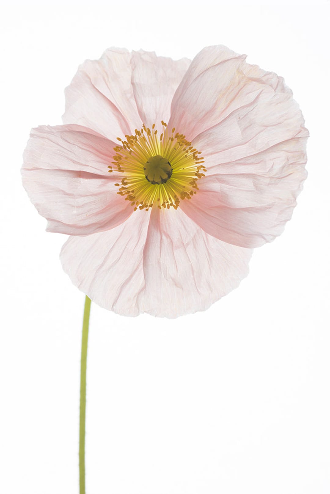 Flower Photography - Poppy Botanical Photograph, Floral Still Life ...