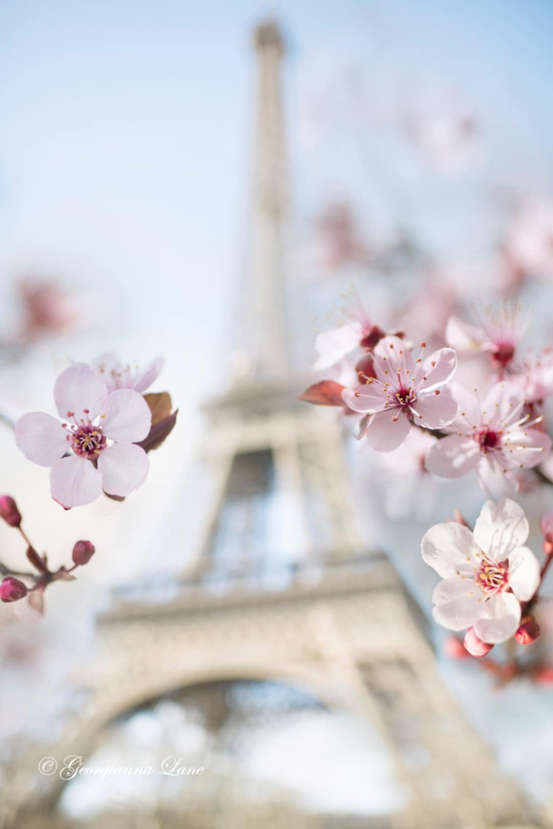 Springtime In Paris Wallpaper