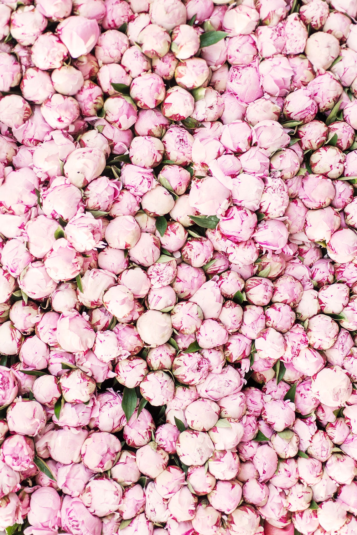 Paris Fine Art Photography Paris in Pink Collection Pink - Etsy