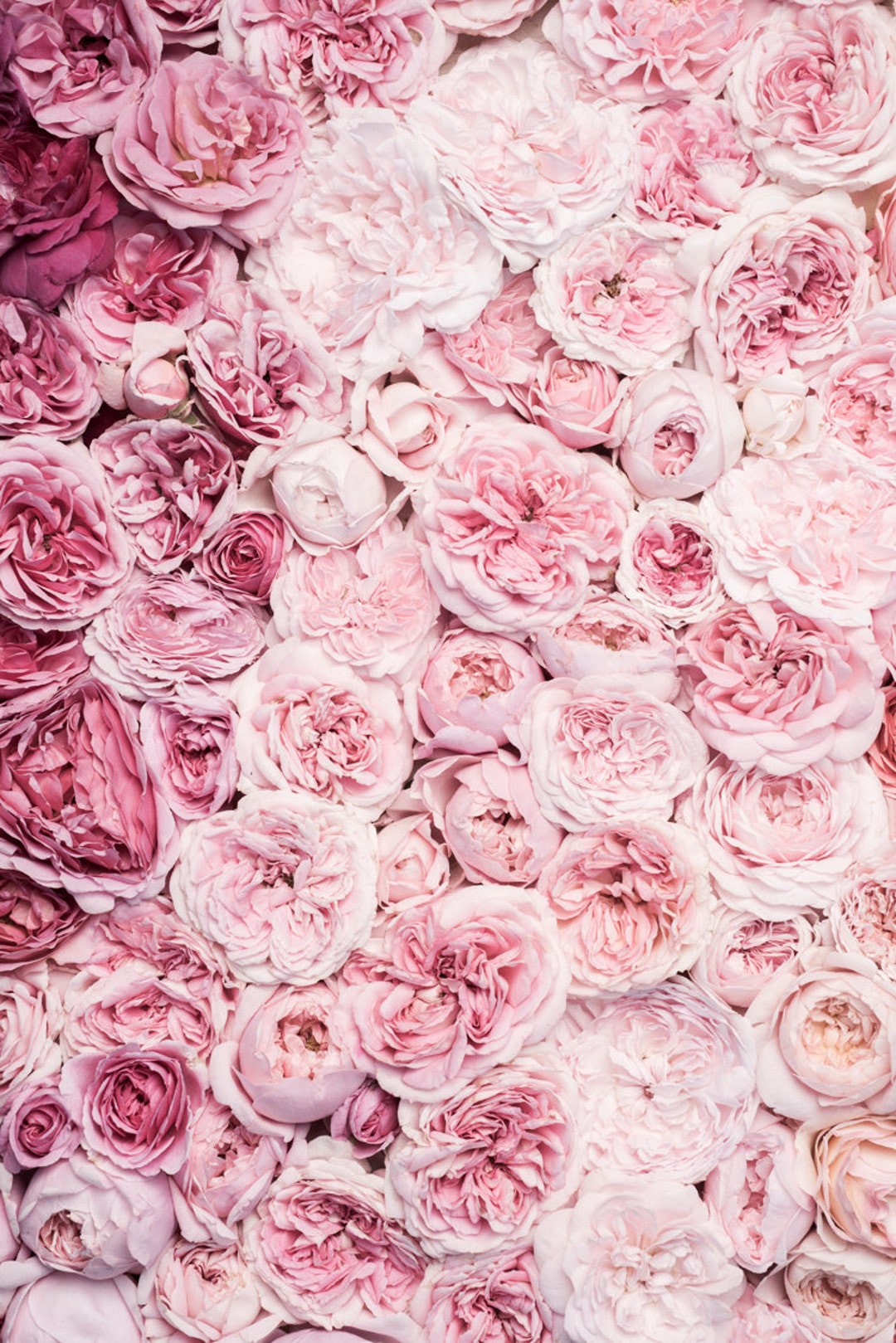 Rose Photography - Bed of Roses II, Floral Still Life, Botanical ...