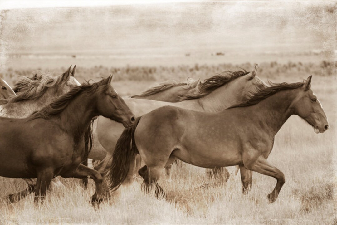 Horse Photography - Horses in Countryside, Sepia Nature Photograph ...