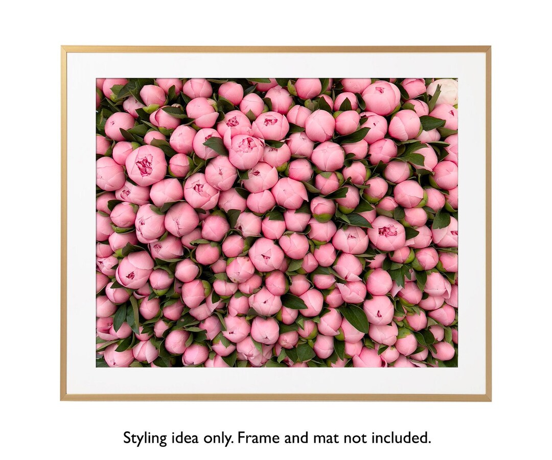 Paris Peony Photograph - Peony Splendor in Paris, Horizontal Large Wall ...