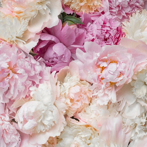 Flower Photography French Peonies Floral Fine Art - Etsy