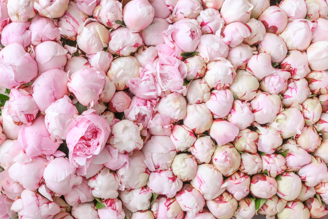 Paris Peony Photograph - A Peony Dream in Paris, Large Wall Art, Travel ...