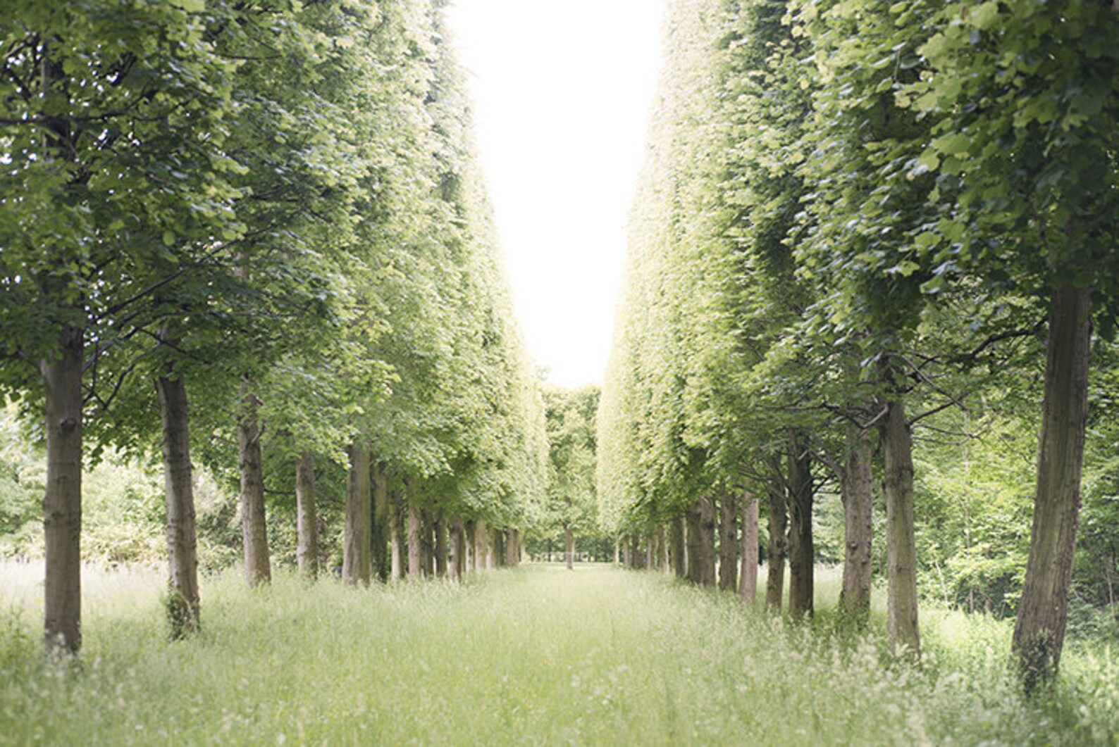 Versailles Photography Allee of Trees Palace of Versailles - Etsy
