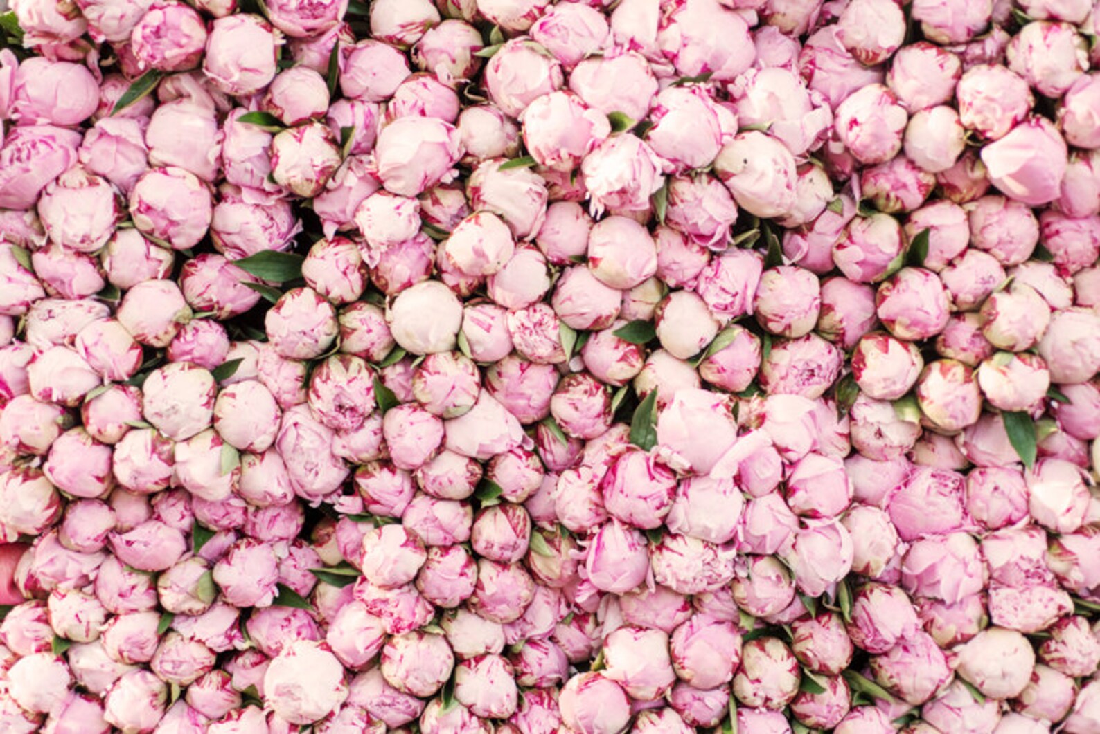 Paris Peony Photograph - Peony Season in Paris, Horizontal Large Wall ...