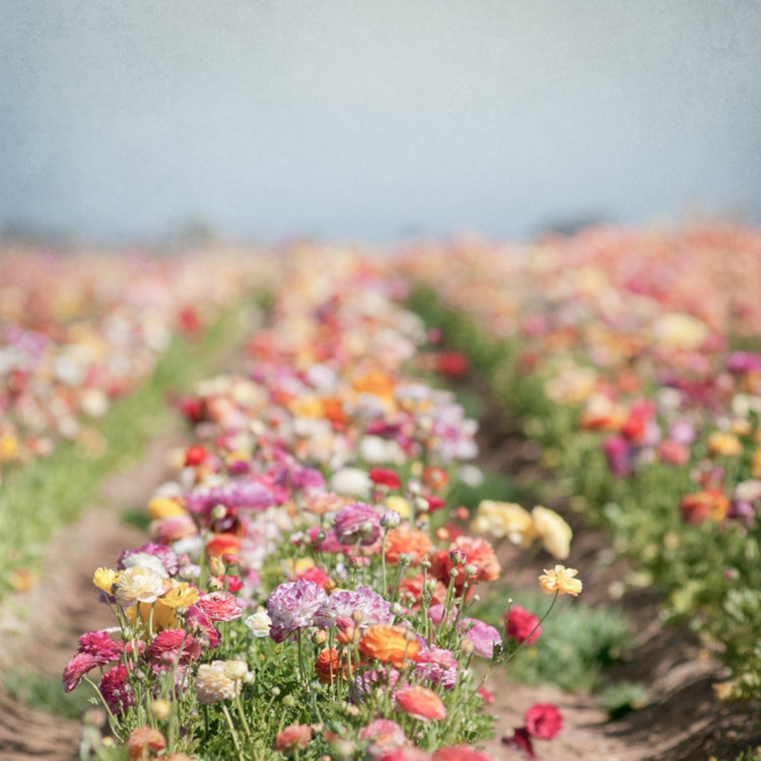 Flower Photography - Ranunculus Field, Floral Fine Art Photograph ...