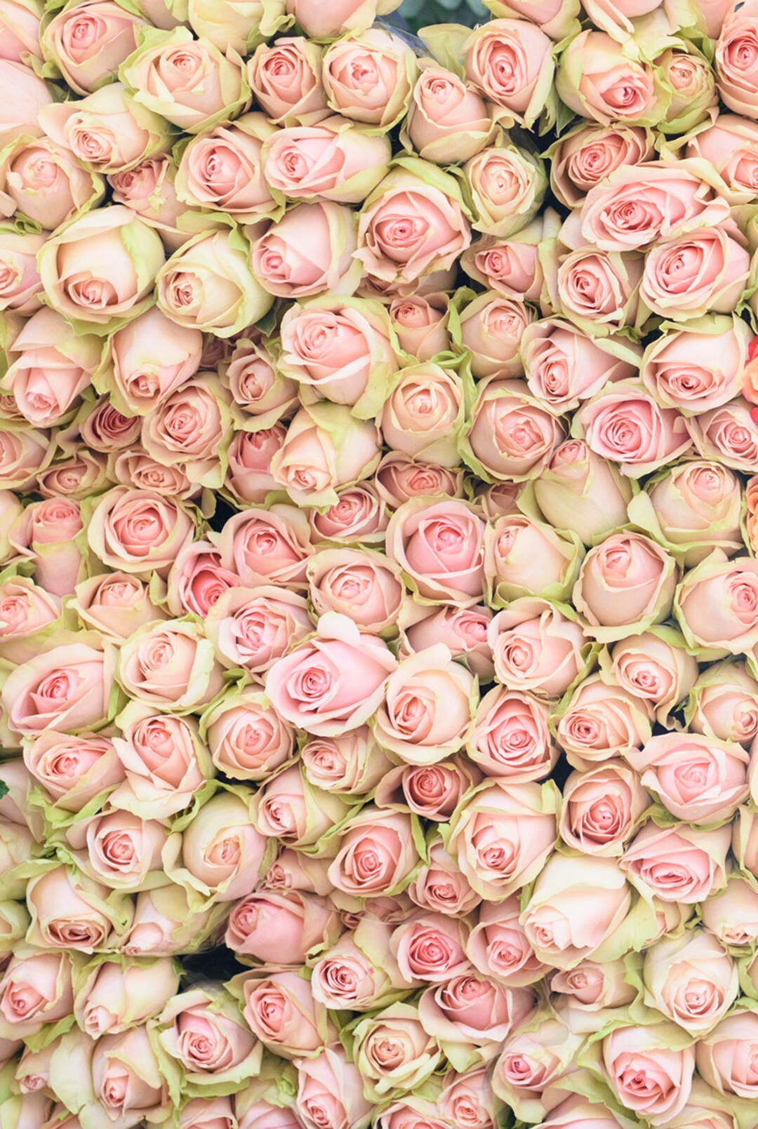 Paris Photograph - Pink and Green Roses at the Marche, Paris Flower ...