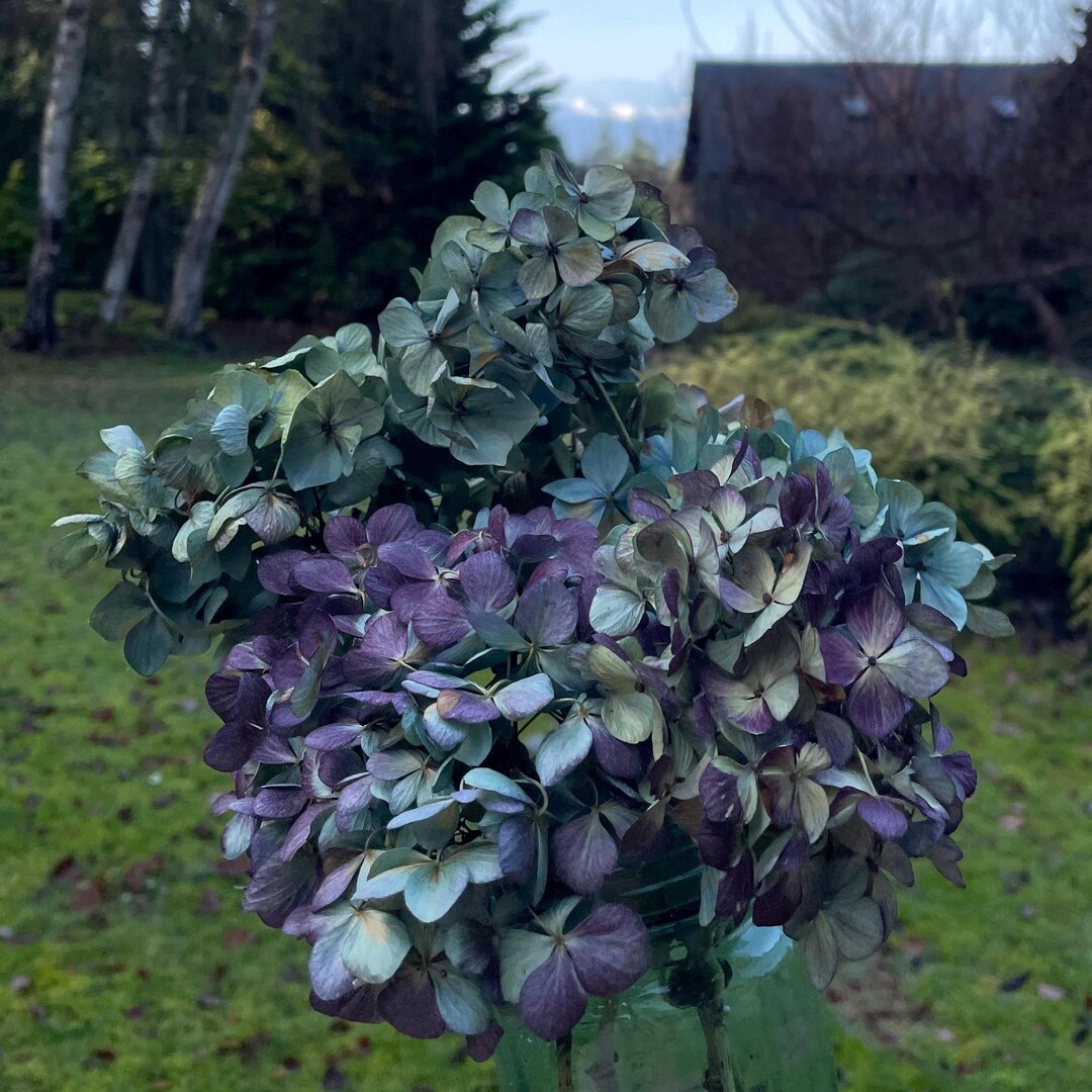 Dried Blue Hydrangea Bouquet - Etsy