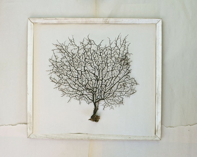 Sea Fan . Beach Chic Nautical Cottage Decor . 10 - Etsy