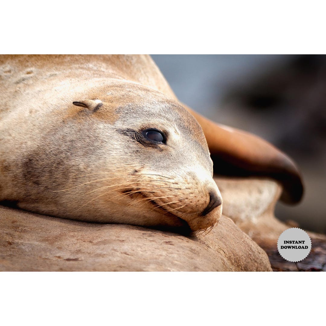 Sea Lion Instant Download Printable Sea Lion Wall Art Digital Download ...