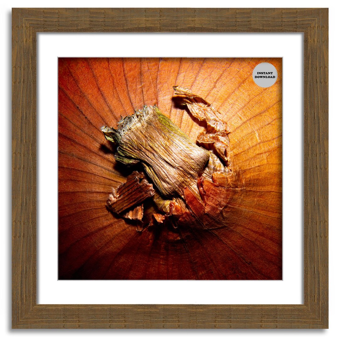 Macro Onion Photo Instant Download Wall Art Digital Download Macro ...