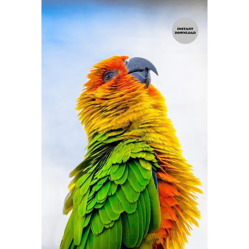 Parrot Instant Download Parrot Printable Wall Art Parrot Digital ...