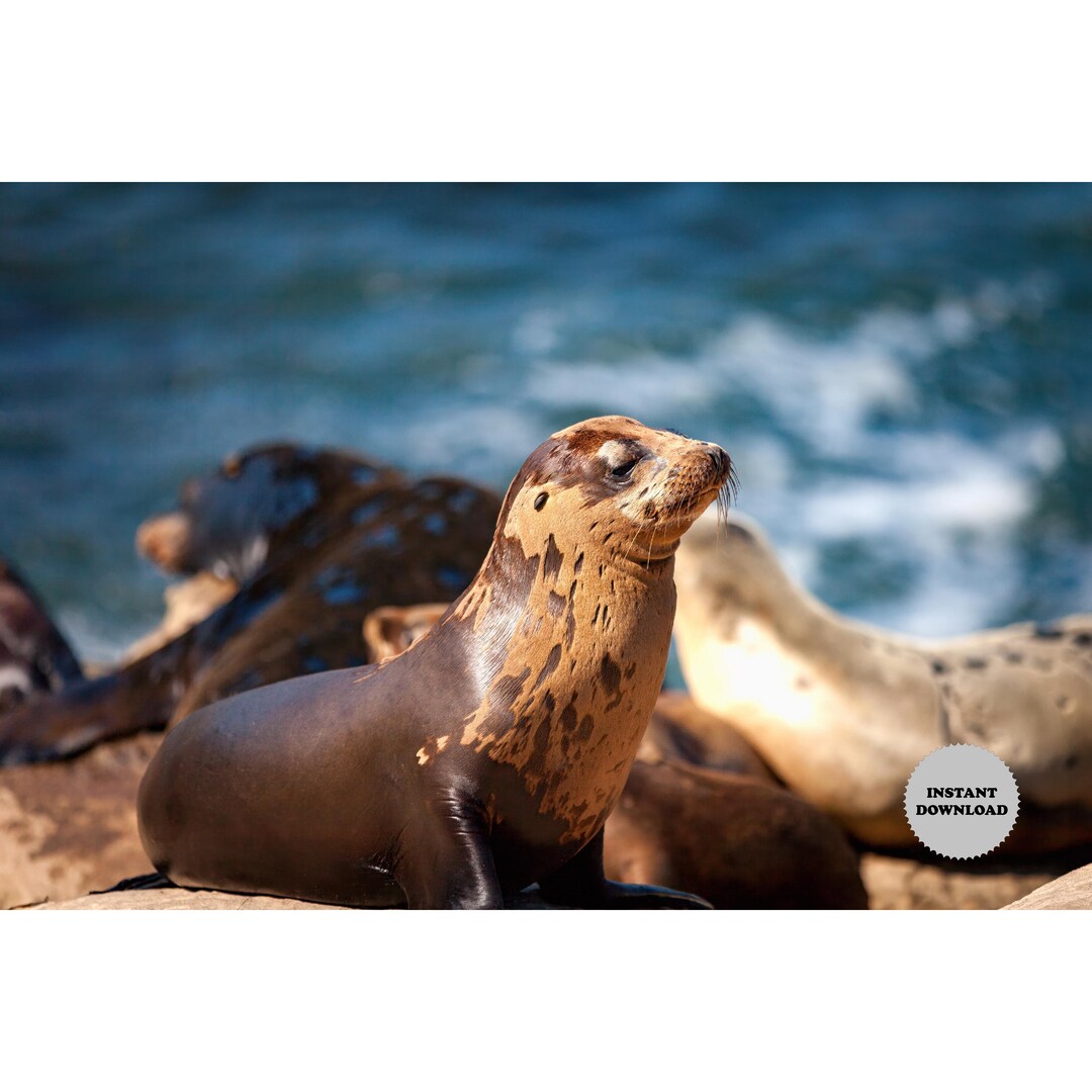Sea Lion Instant Download Printable Sea Lion Wall Art Digital Download ...