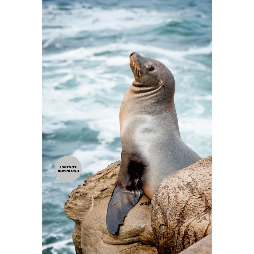 Sea Lion Instant Download Printable Sea Lion Wall Art Digital Download ...