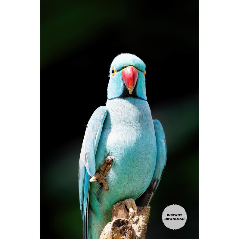 Blue Indian Ringneck Parakeet Instant Download Printable Parakeet Wall Art Parakeet Digital ...