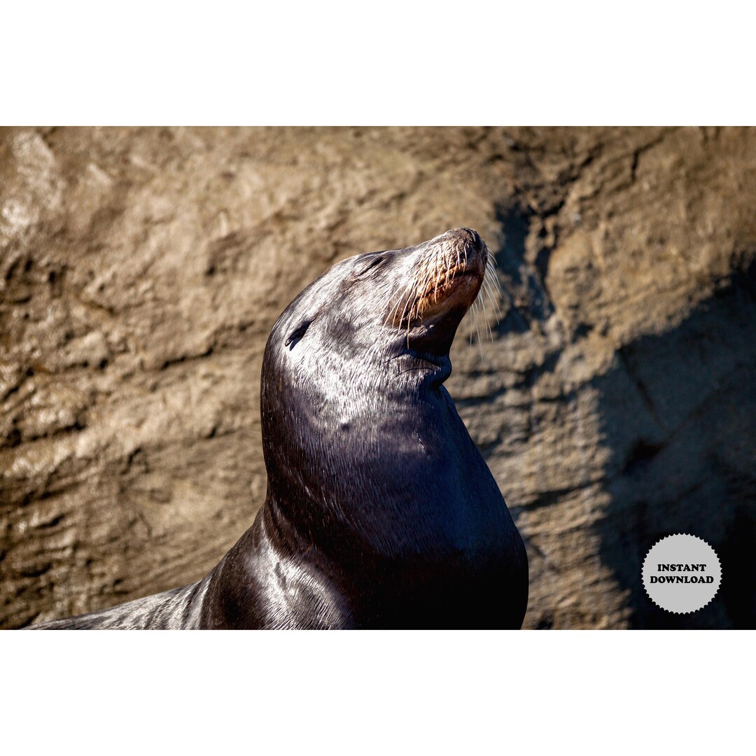 Sea Lion Instant Download Printable Sea Lion Wall Art Digital Download ...