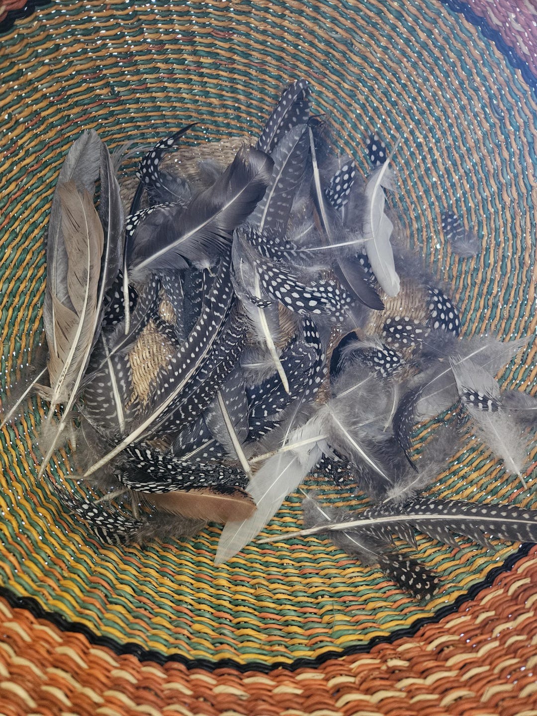 Naturally Molted Feathers From Our Flock - Etsy