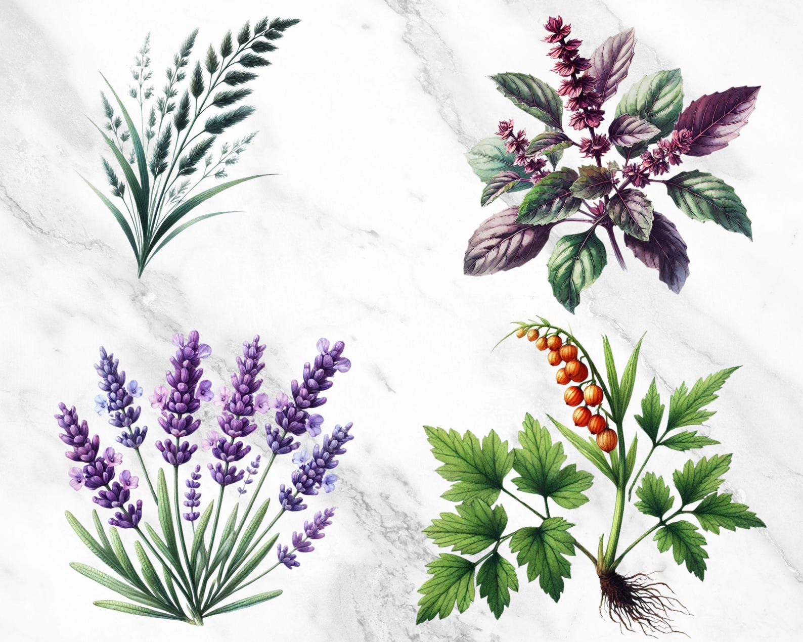 Medicinal Herbs Clipart PNG, Watercolor Herbal Remedies, Botanical Png ...