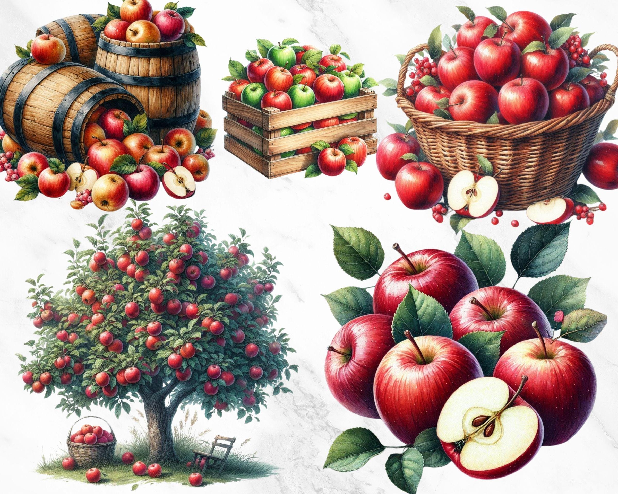 Watercolor Apple Clipart Bundle, Red Apples, Tree Graphics, Rustic ...