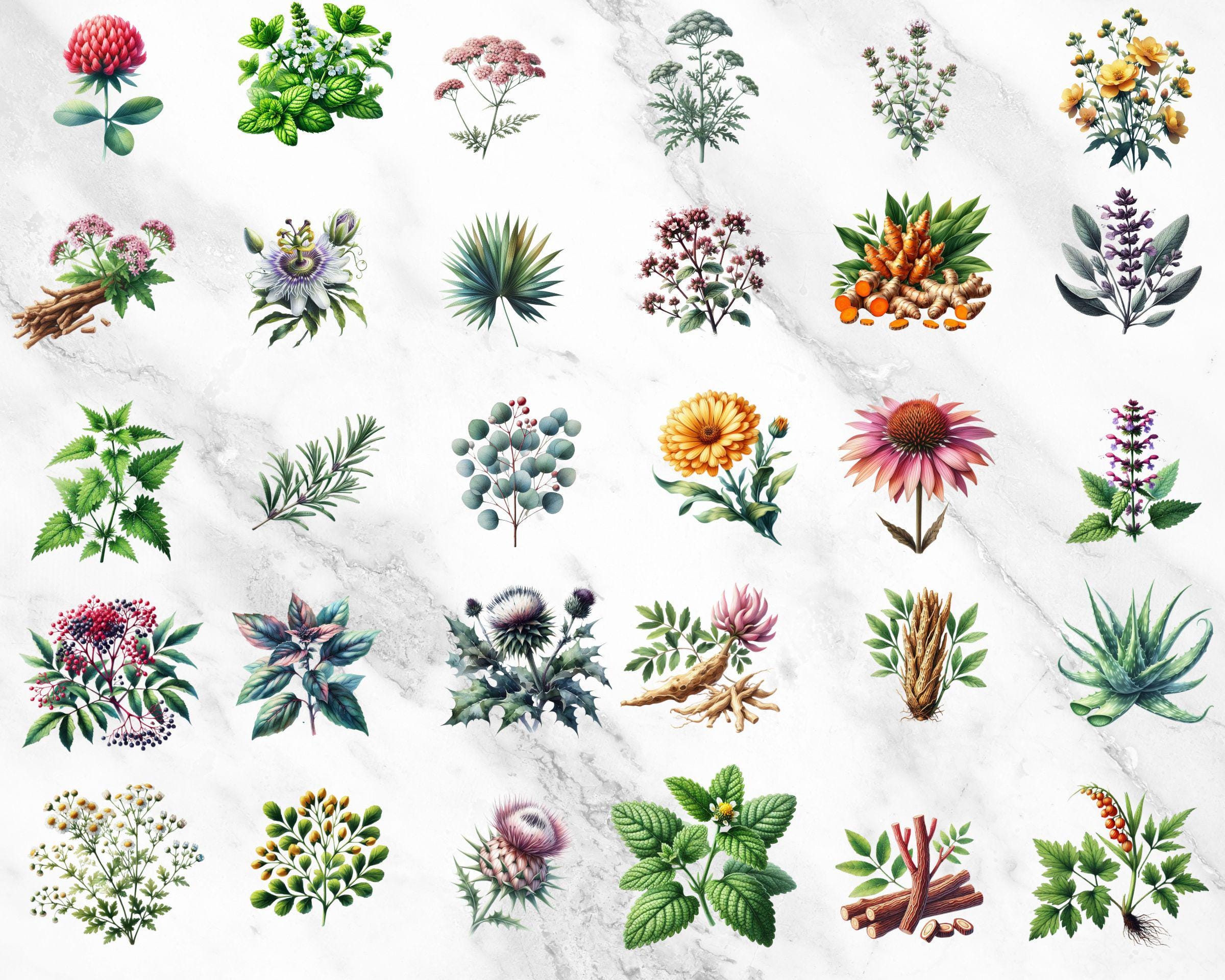 Medicinal Herbs Clipart PNG, Watercolor Herbal Remedies, Botanical Png ...