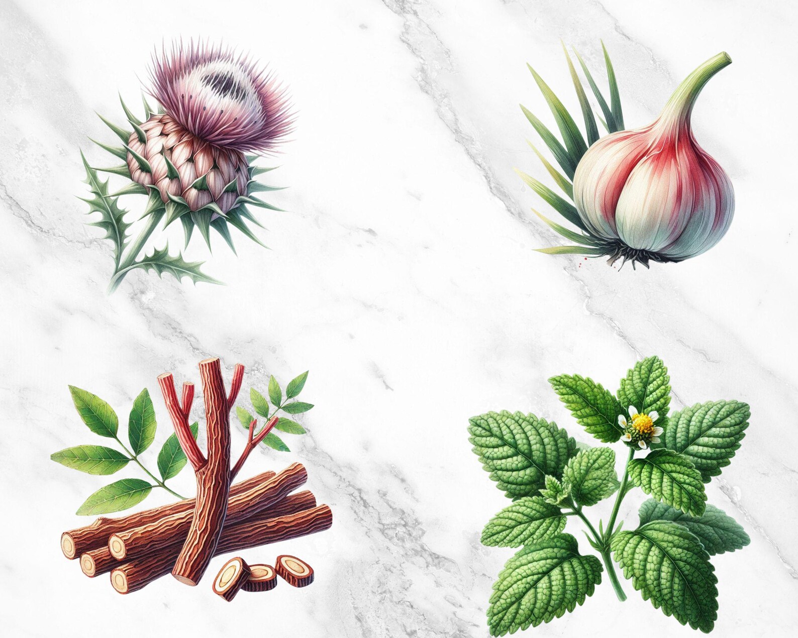 Medicinal Herbs Clipart PNG, Watercolor Herbal Remedies, Botanical Png ...