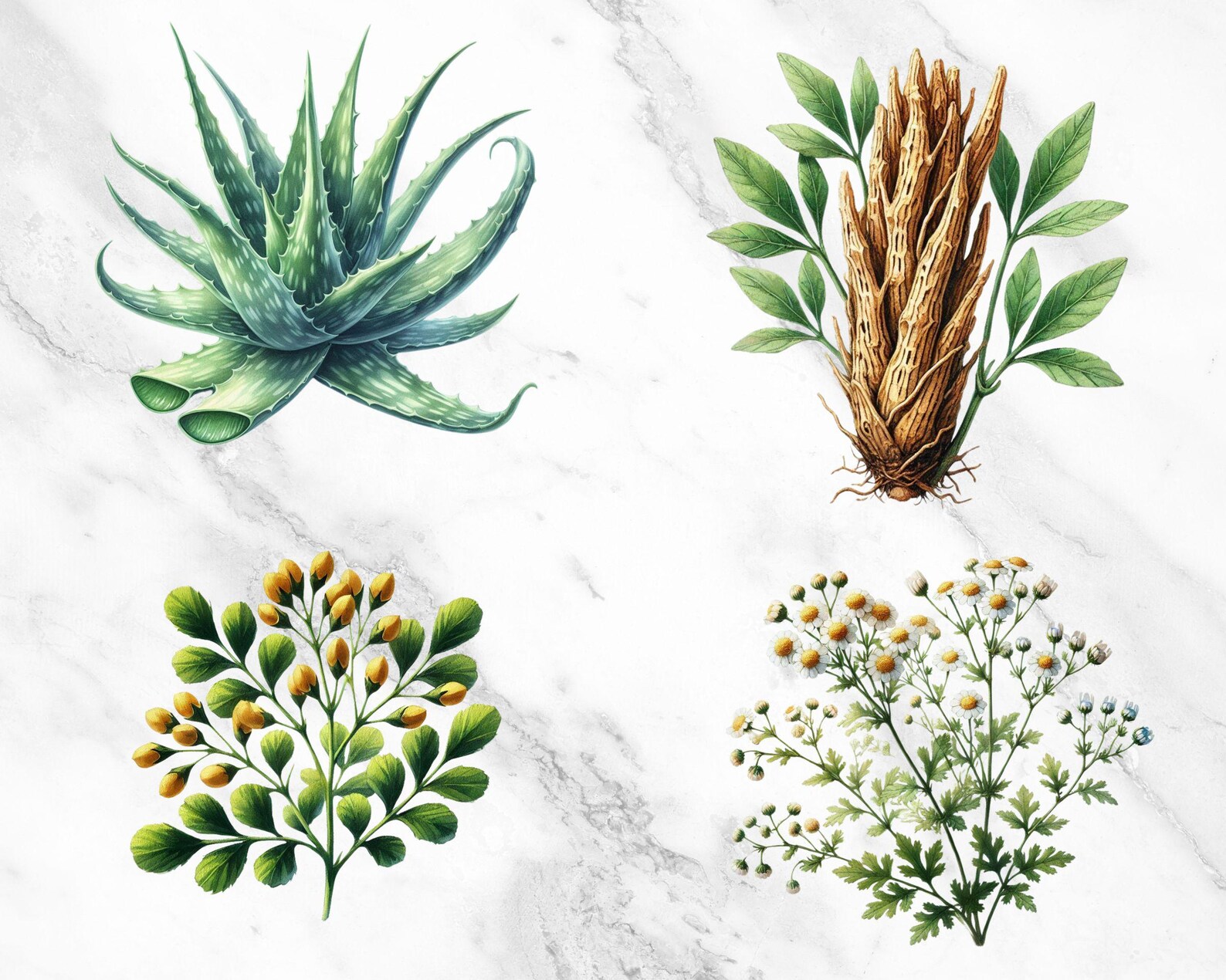 Medicinal Herbs Clipart PNG, Watercolor Herbal Remedies, Botanical Png ...