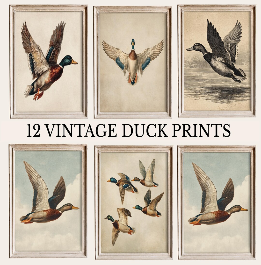 Vintage Mallard Duck Prints | Set of 12, Rustic Wildlife Art (digital ...