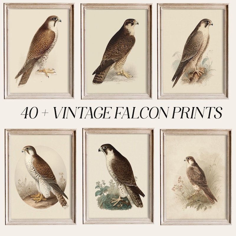 Antique Falconry Print - Etsy