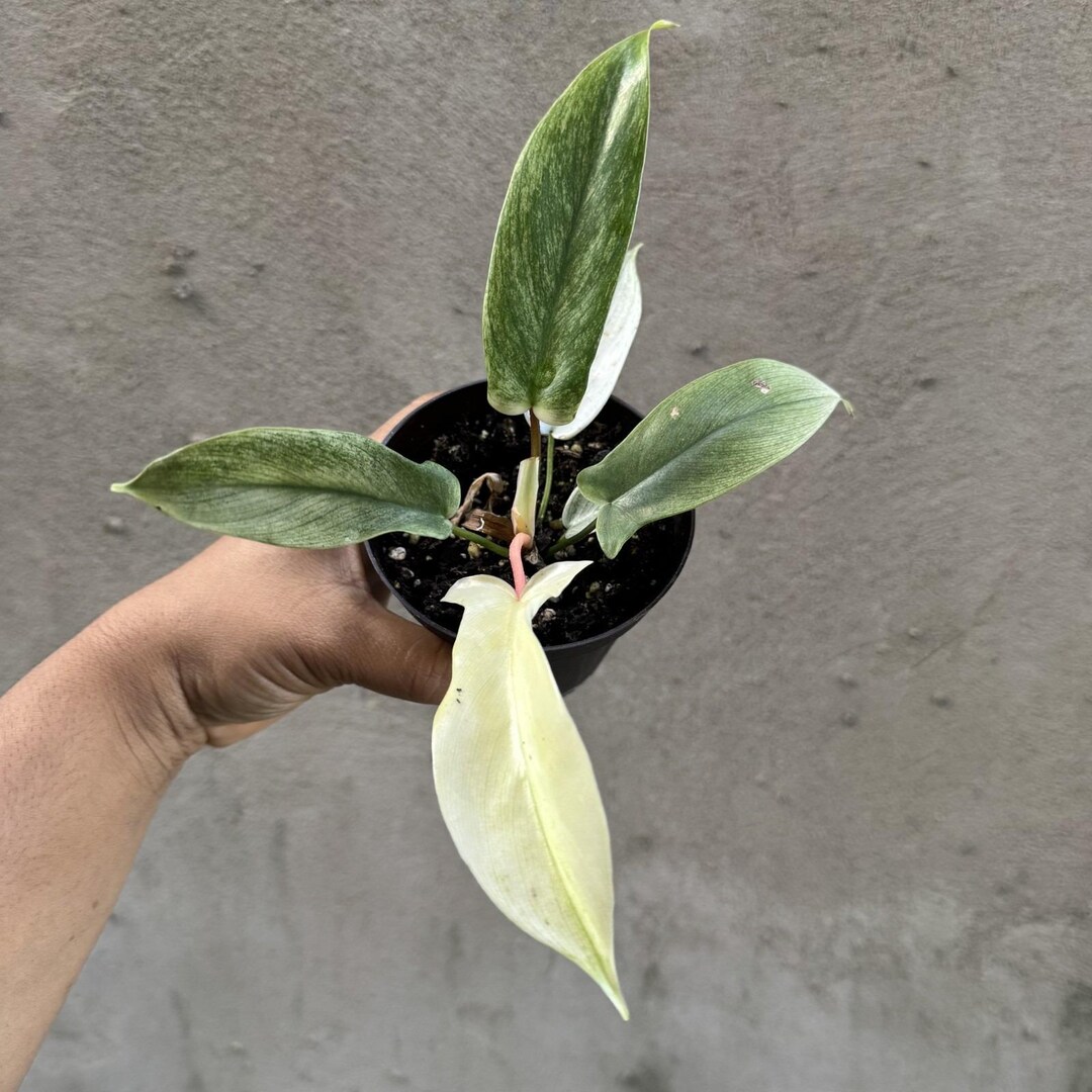 Philodendron Florida Ghost Mint Variegated Live Houseplant Rooted 6 ...