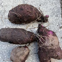 Fresh Organic Purple Yam Ube Dioscorea Alata Greater Yam Seed Tuber Non ...