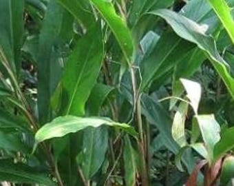 Cardamom - Live Plant - Etsy