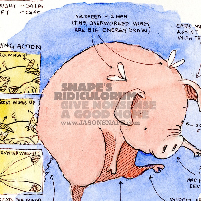 Pig Aviation Comparative Flight Postures – 8x10 Misinformational ...