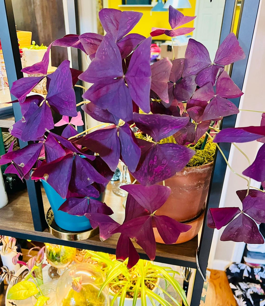 Purple Shamrock - Oxalis Triangularis - False Shamrock - Oxalis - Mini ...