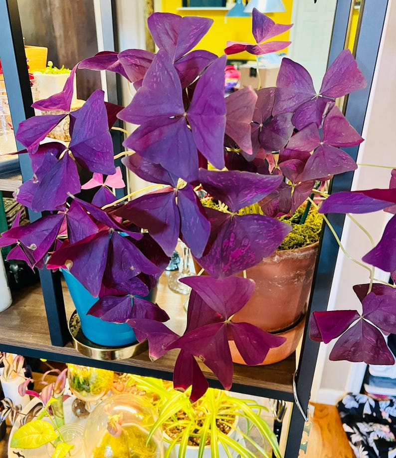 Purple Shamrock Oxalis Triangularis False Shamrock Oxalis - Etsy