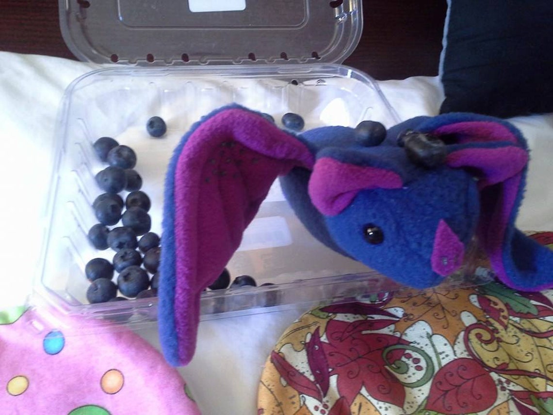 Fruit Bat Plushie Blueberry Bat Kawaii Bat Plush | Etsy