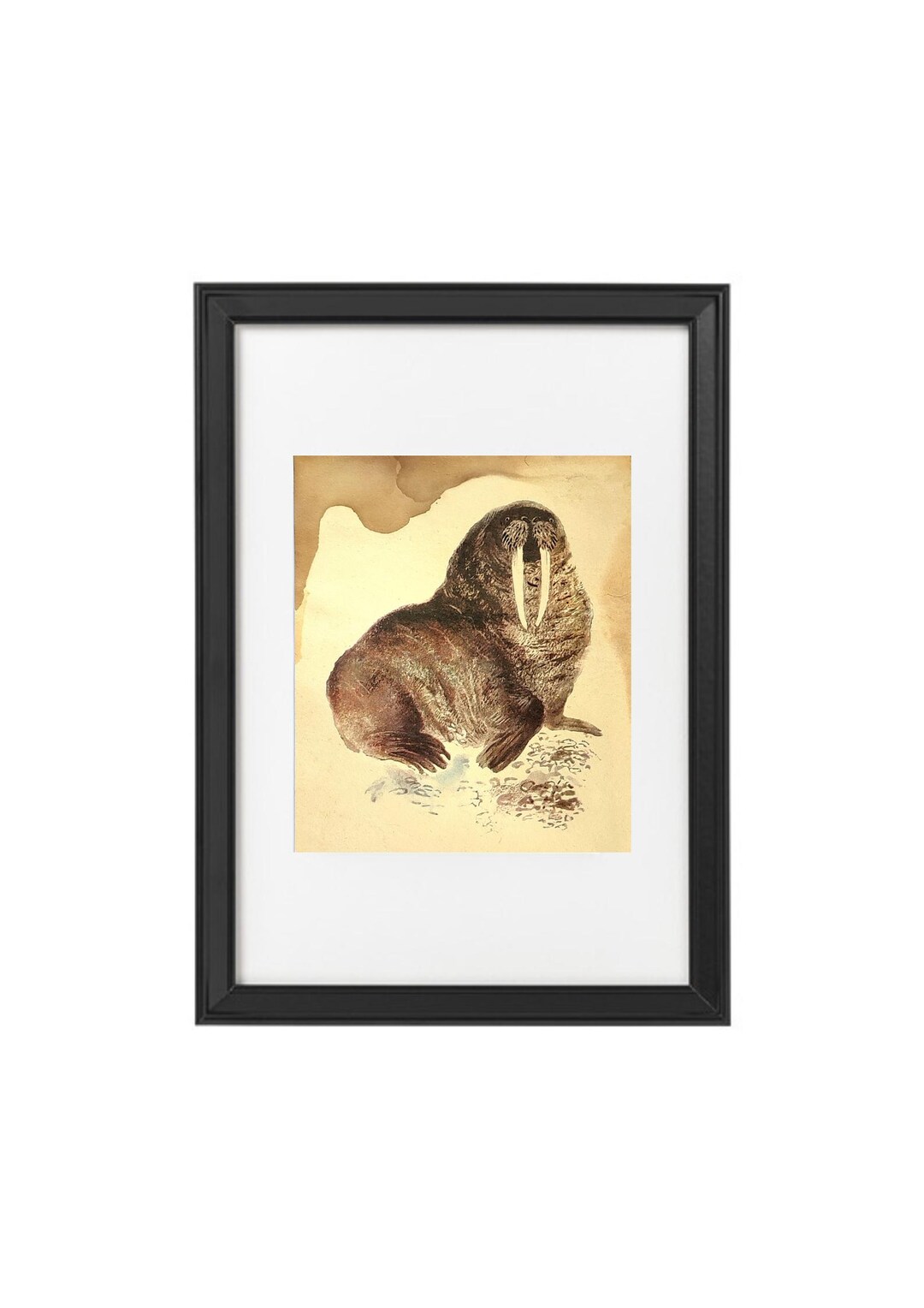 Old Walrus Illustration | Original Vintage Ancient Book Page | Walrus ...