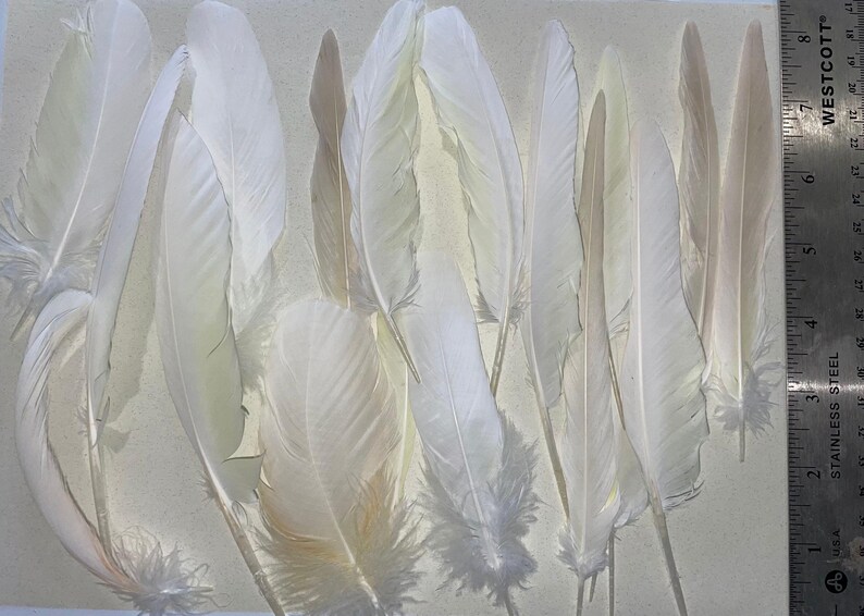 Angelic Cockatoo and Cockatiel Feather Bundle - Etsy