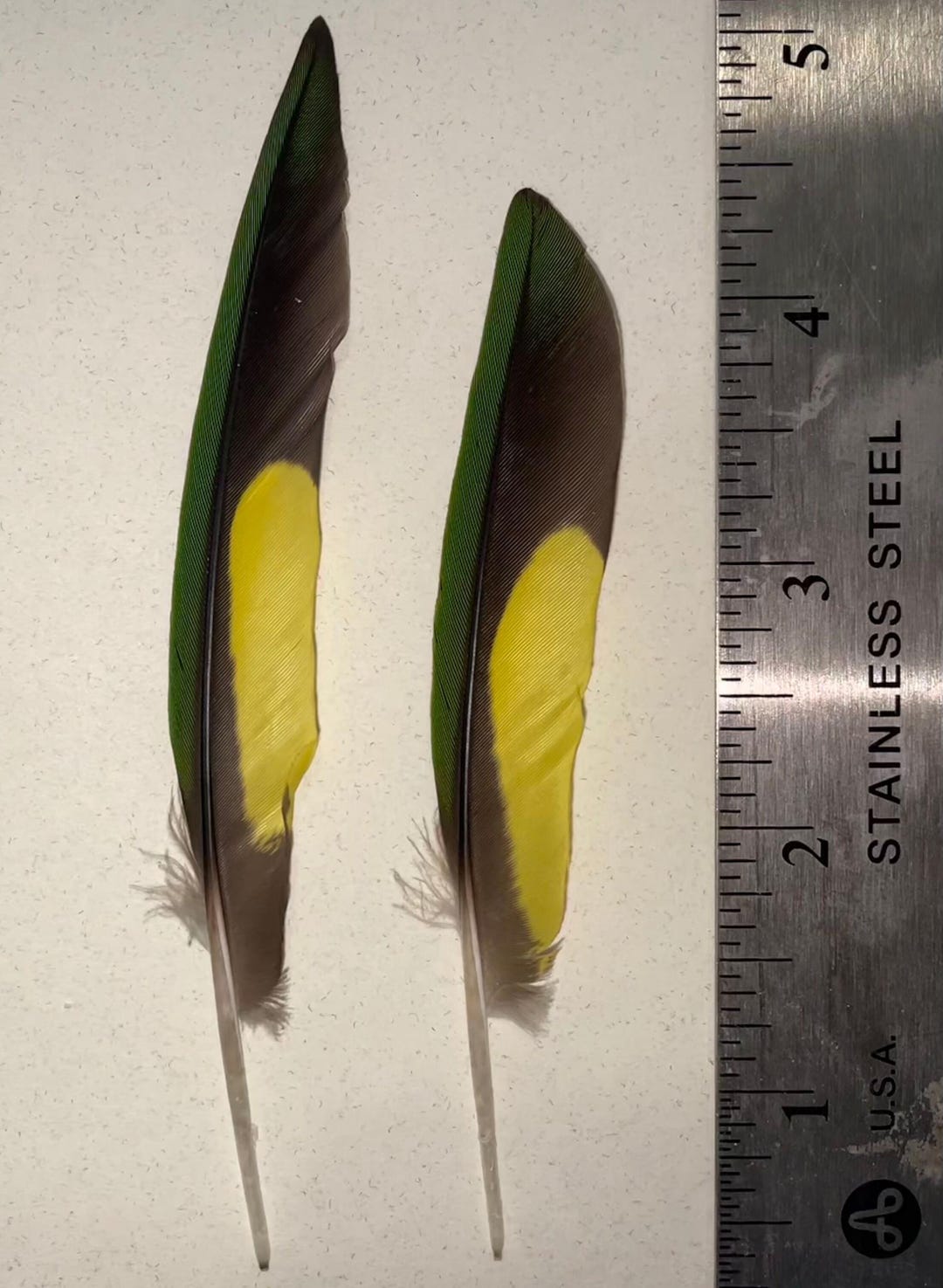 Set of 2 Conure Wing Flight Feathers With Yellow Spot - Etsy