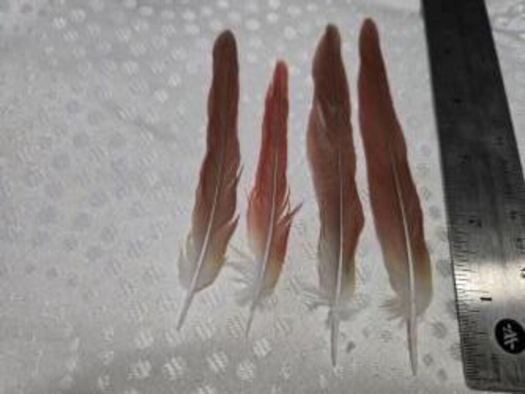 Green Cheek Conure Feathers - Etsy