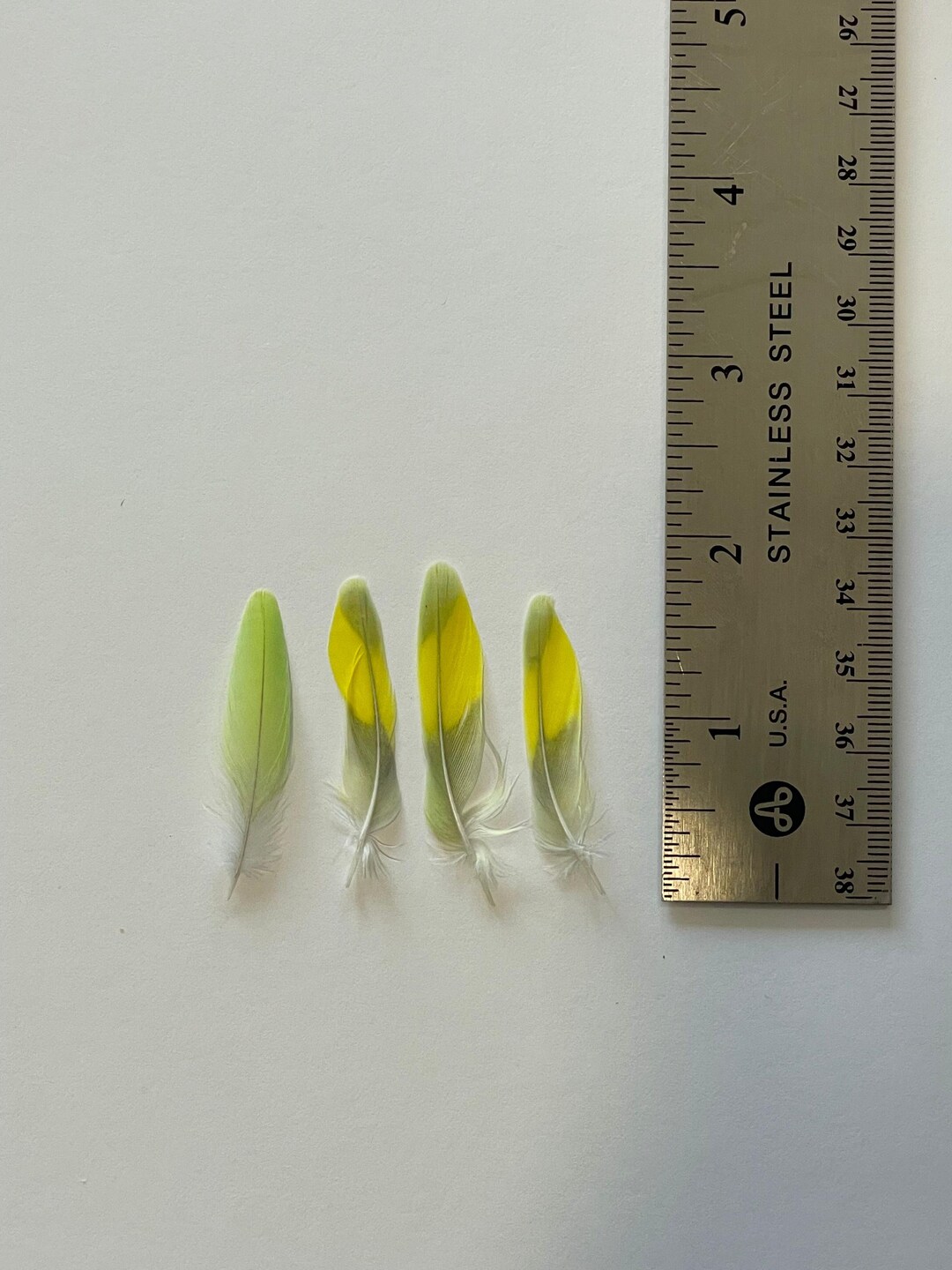 Extra Small Budgie Feathers Set of 4 - Etsy