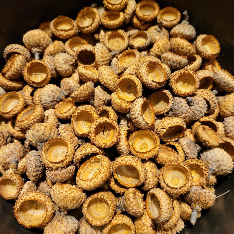 Acorn Caps - Etsy