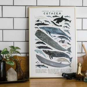 Cetacea: Whales, Dolphins, Porpoises - Etsy