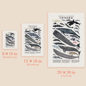 Cetacea: Whales, Dolphins, Porpoises - Etsy
